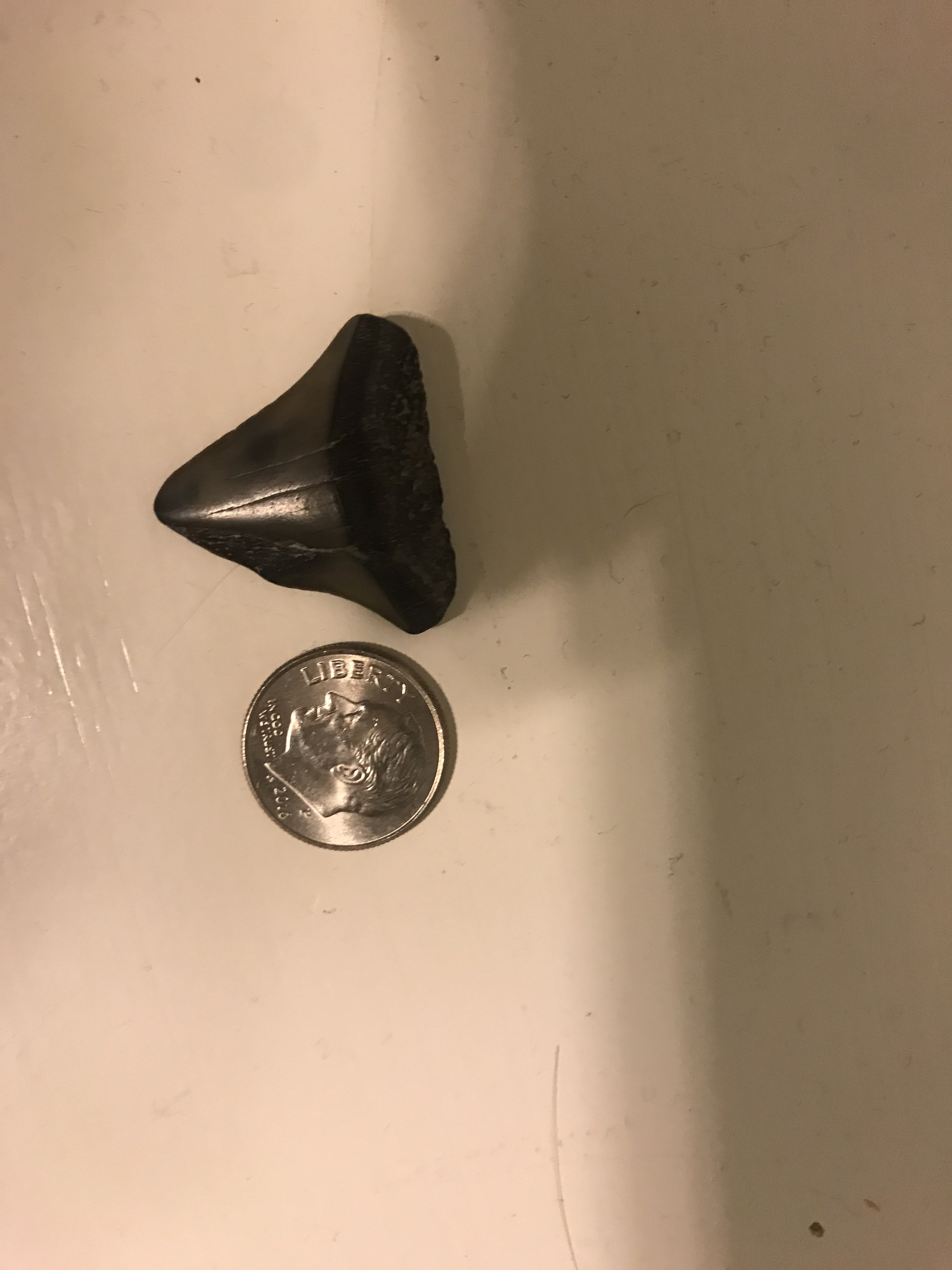 Is this a baby meg tooth? - Fossil ID - The Fossil Forum