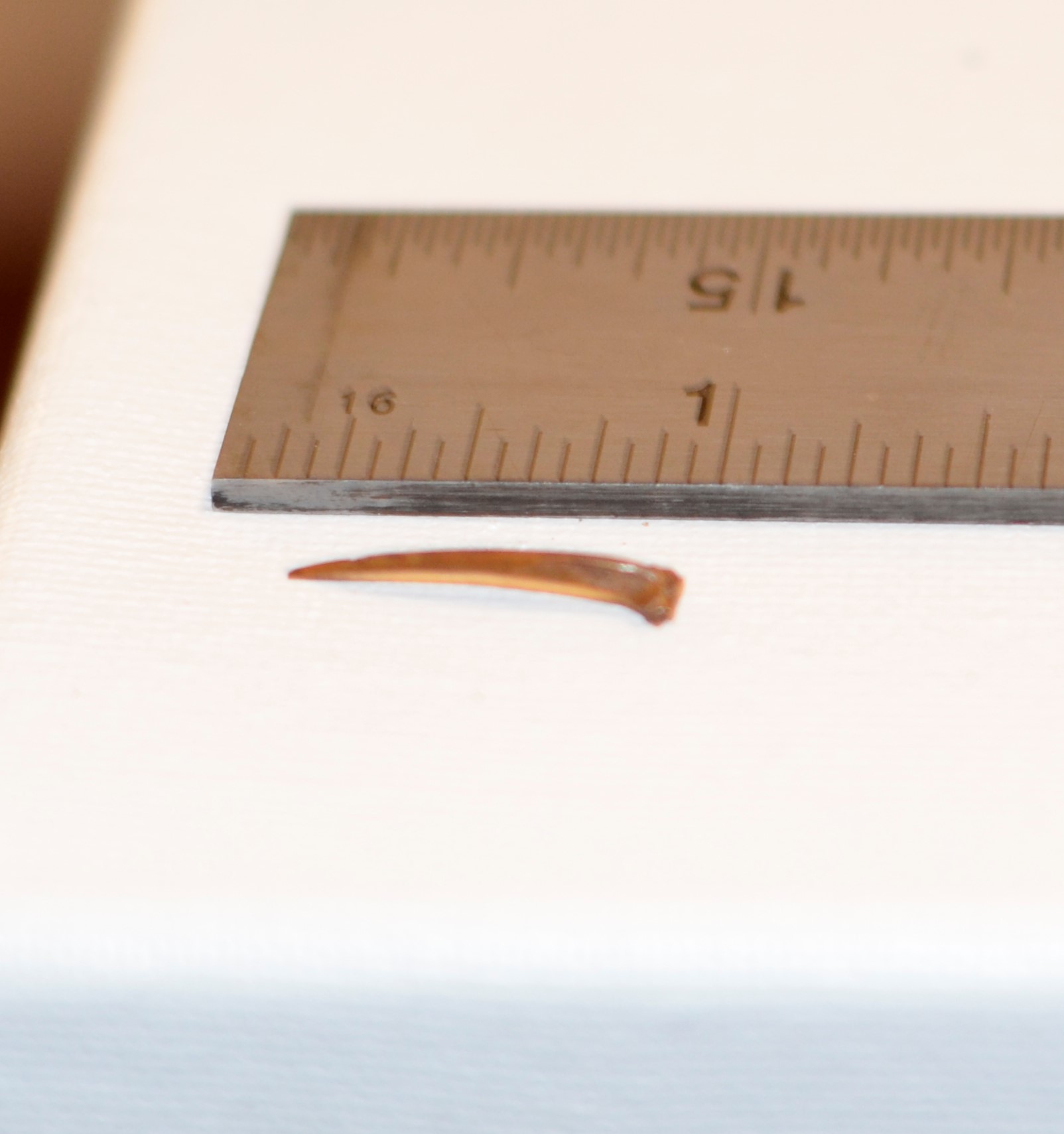 Catfish (Ariidae?) Spine. Caloosahatchee Formation, Glades County, FL ...