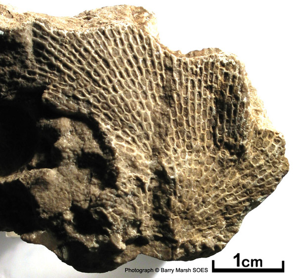 Echinoid? Coral? - Fossil ID - The Fossil Forum