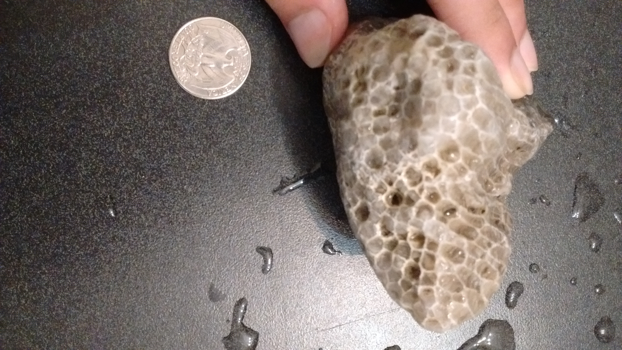 Help identifying amateur finds - Lake Huron, Canada - Fossil ID - The ...