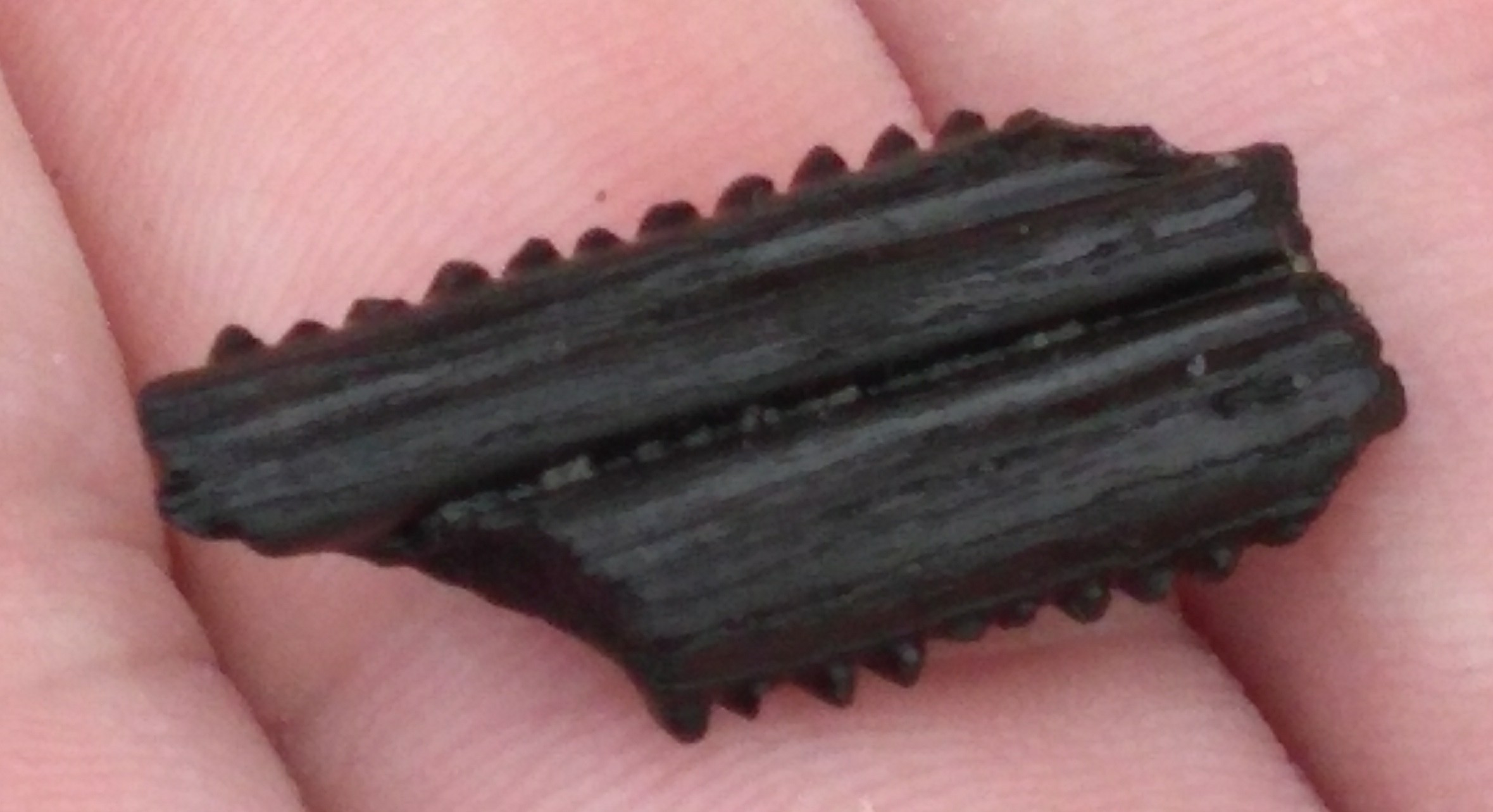 Choptank Formation Mystery - Fossil ID - The Fossil Forum