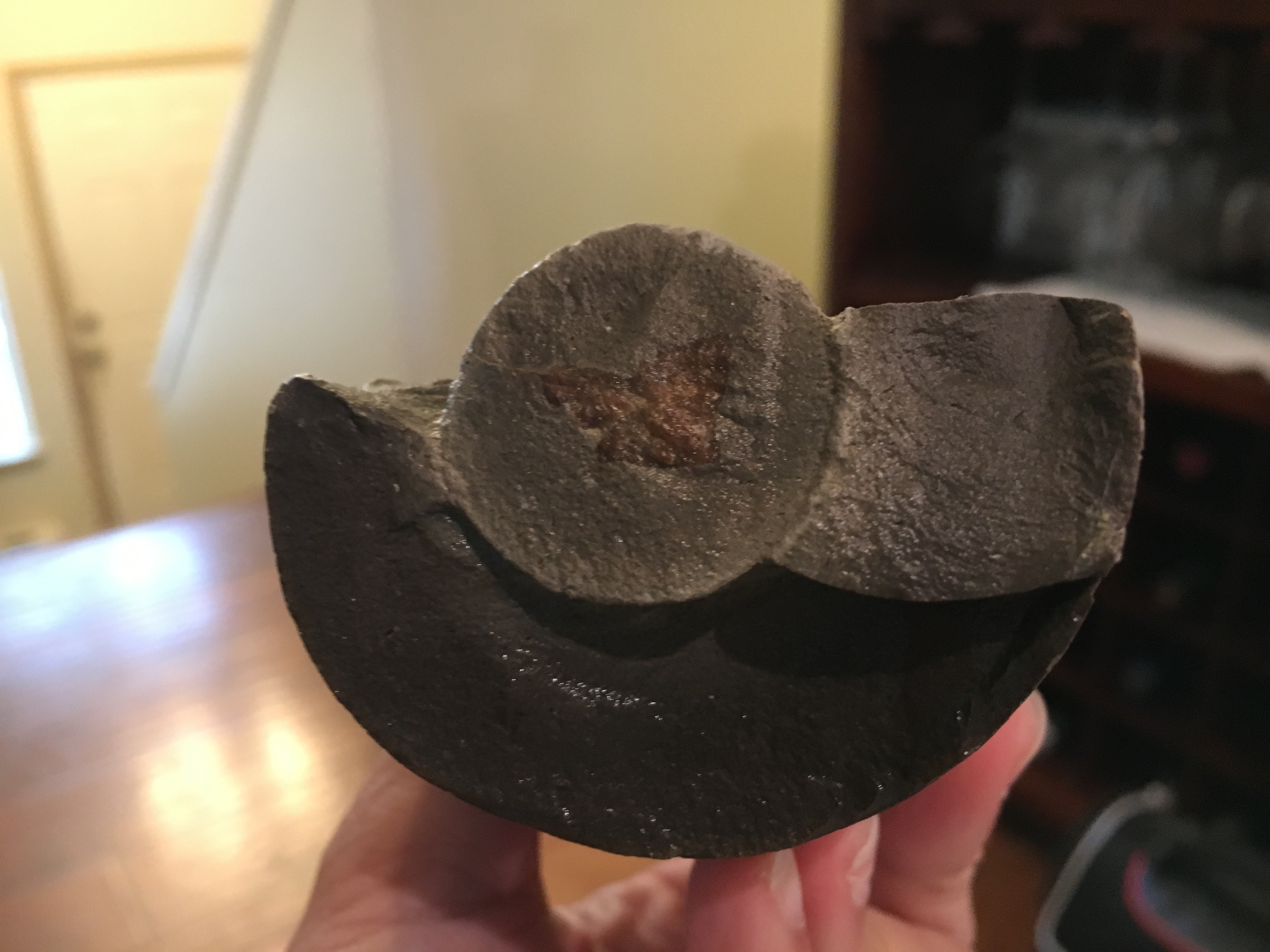Fossil Hunt at Murdock Beach - General Fossil Discussion - The Fossil Forum