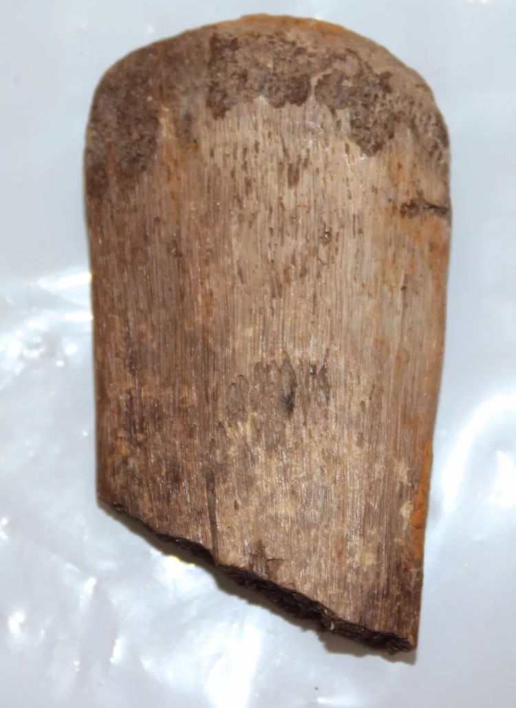 Process IDs - Fossil ID - The Fossil Forum