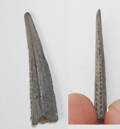Edestus "shark" - General Fossil Discussion - The Fossil Forum