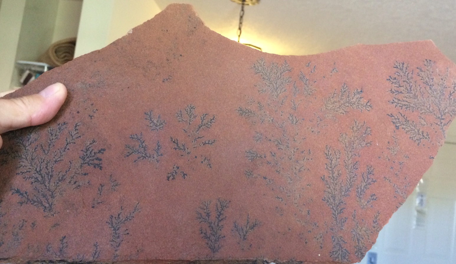 Eocene Conifer Plant Fossil? - Fossil ID - The Fossil Forum