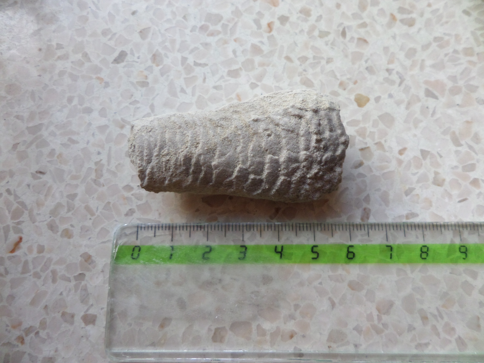 Coprolite Identification - Page 2 - Fossil ID - The Fossil Forum