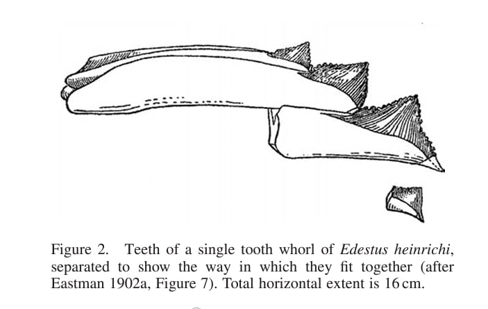 Edestus "shark" - General Fossil Discussion - The Fossil Forum