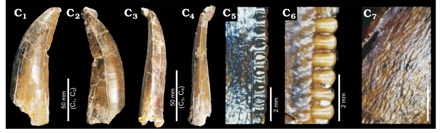 Identification of Torvosaurus Teeth - Questions & Answers - The Fossil ...