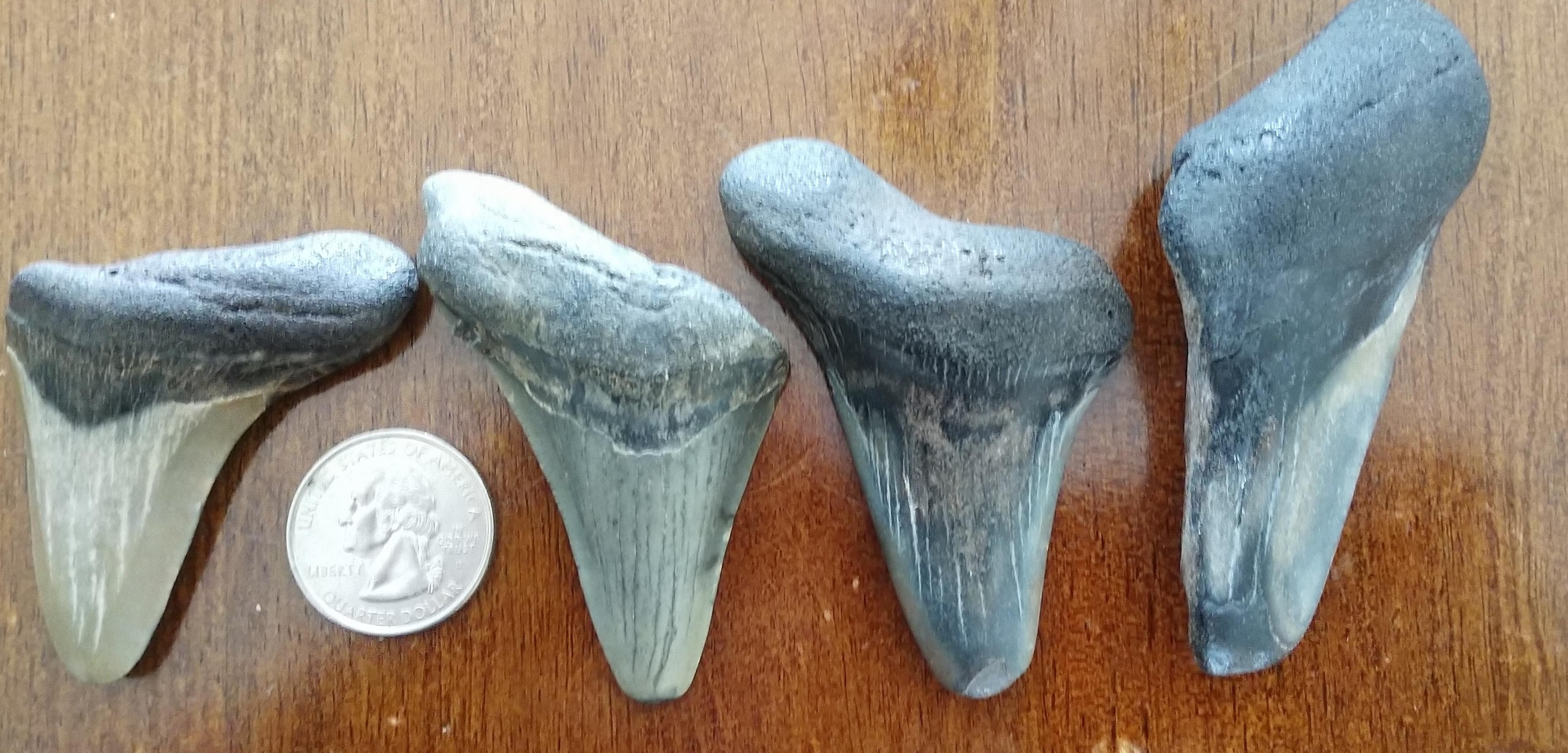 Type of Sharks Teeth - Fossil ID - The Fossil Forum