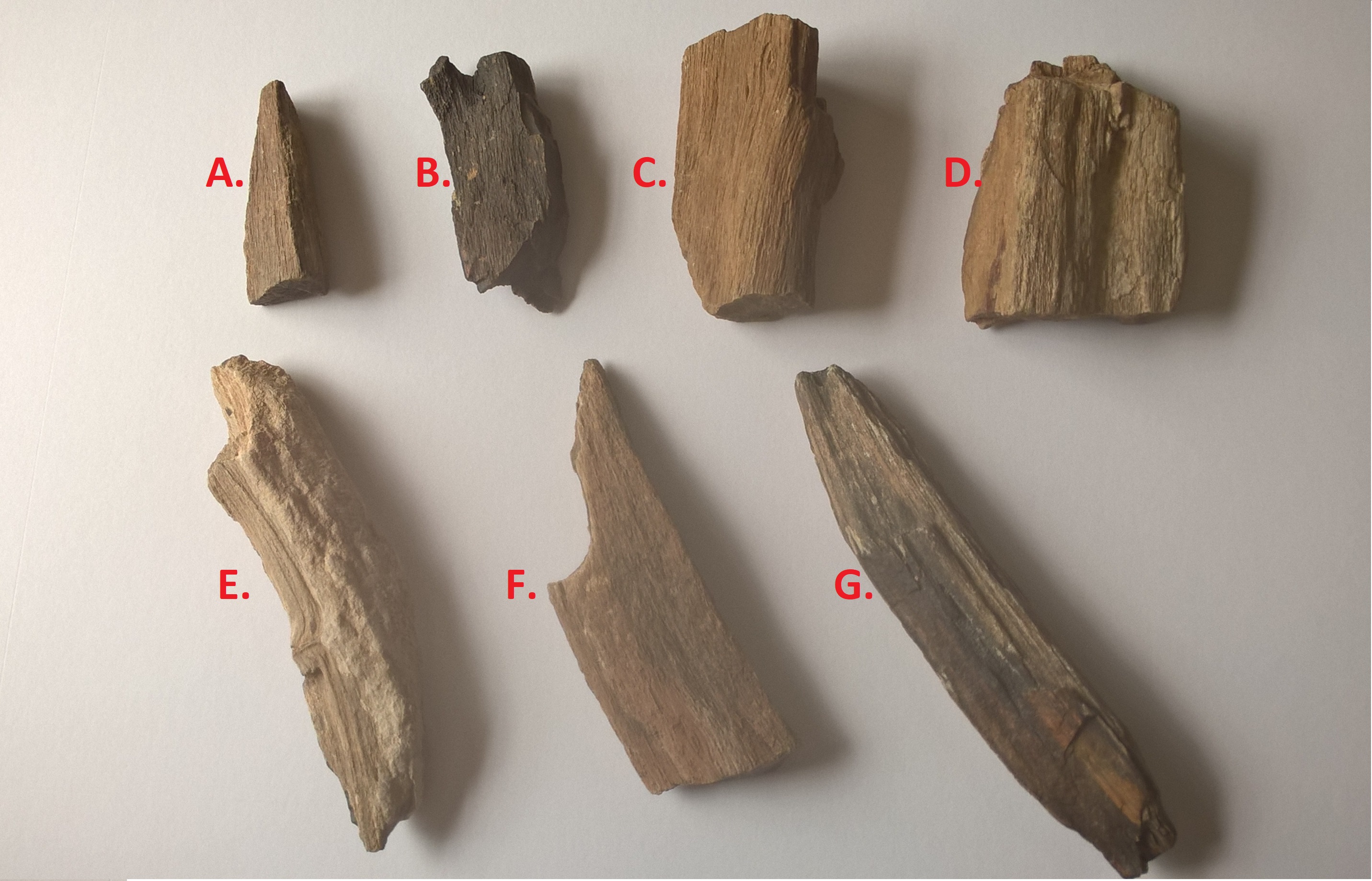Angiosperm or Gymnosperm wood? petrified wood ID - Fossil ID - The ...