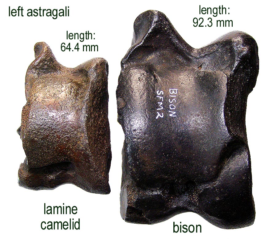 Ground Sloth Toe Bone? - Fossil ID - The Fossil Forum