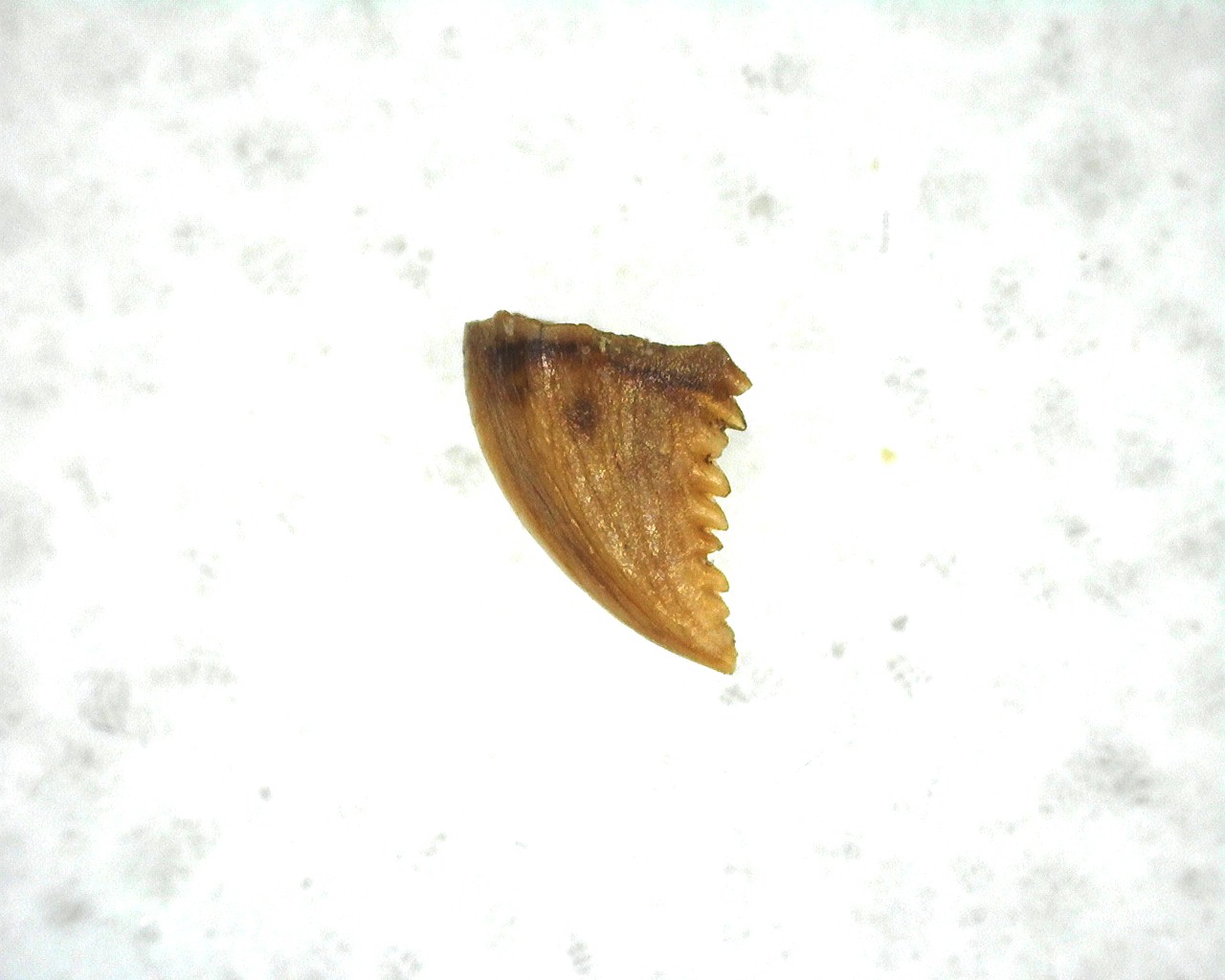 Theropod Teeth ID - Is It Real? How to Recognize Fossil Fabrications ...