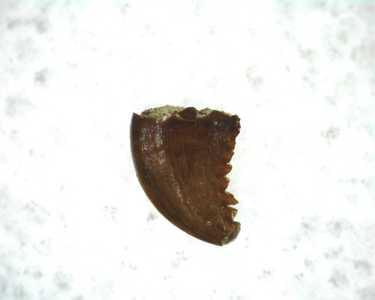 Theropod Teeth ID - Is It Real? How to Recognize Fossil Fabrications ...