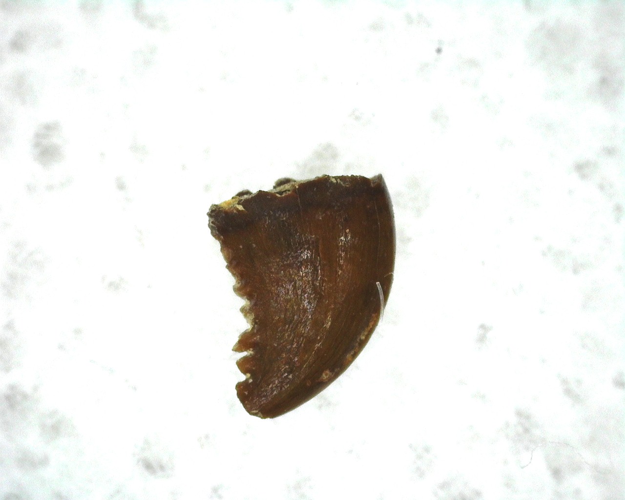 Theropod Teeth ID - Is It Real? How to Recognize Fossil Fabrications ...