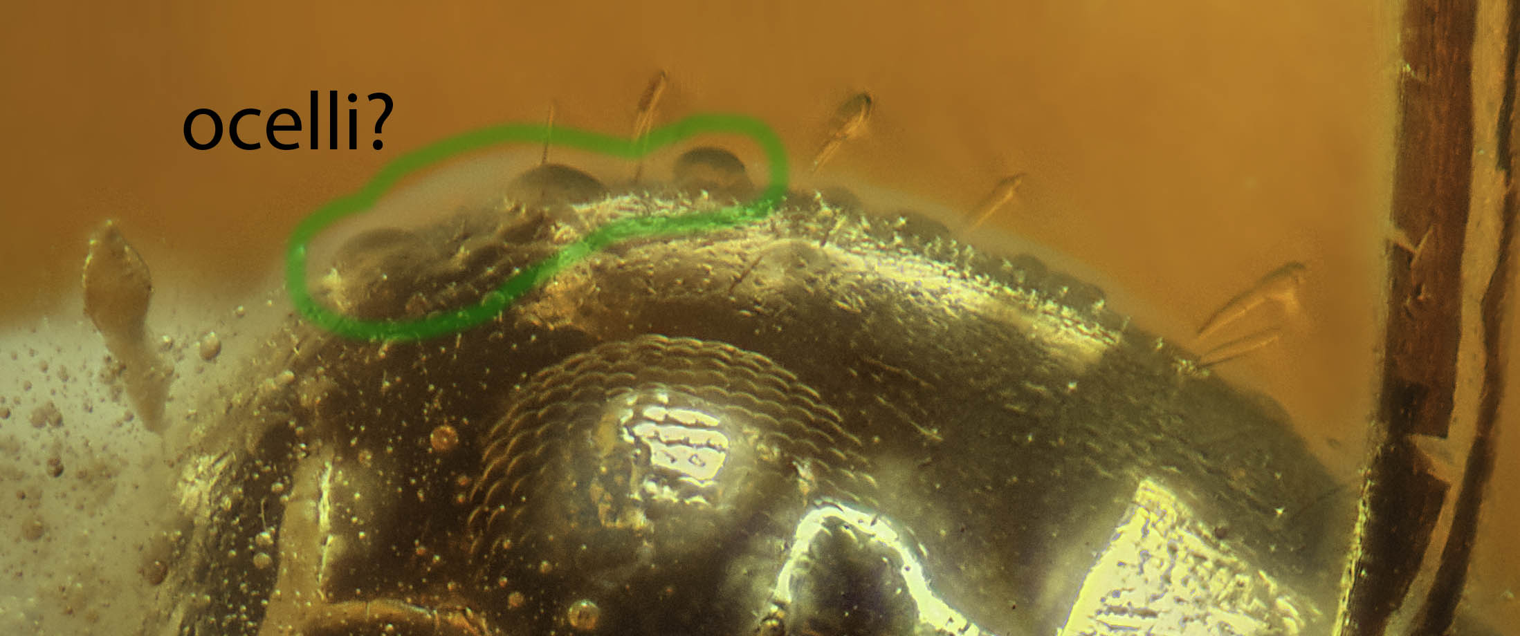 A question of ant anatomy - Questions & Answers - The Fossil Forum