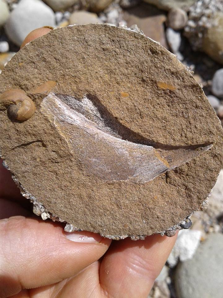 Fish piece from Marshall sandstone of Michigan - Fossil ID - The Fossil ...