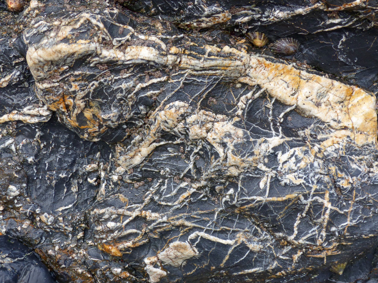 Fish bone or tectonics?? - Fossil ID - The Fossil Forum