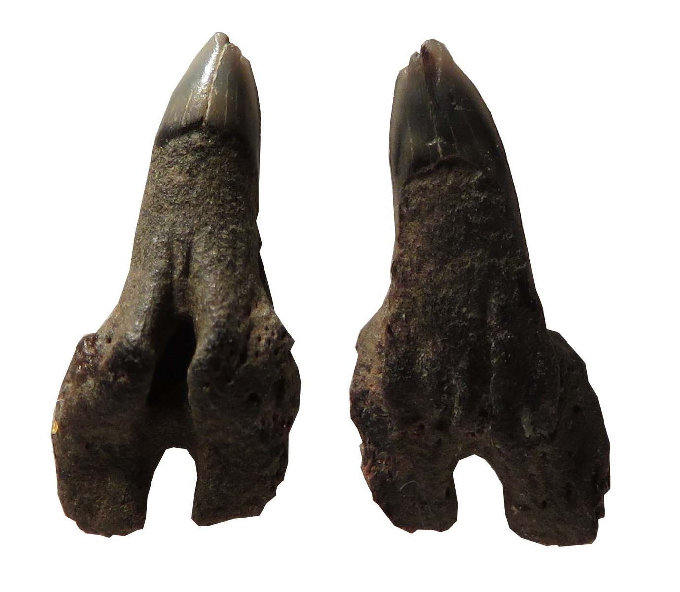 Somniosus microcephalus - Member Collections - The Fossil Forum