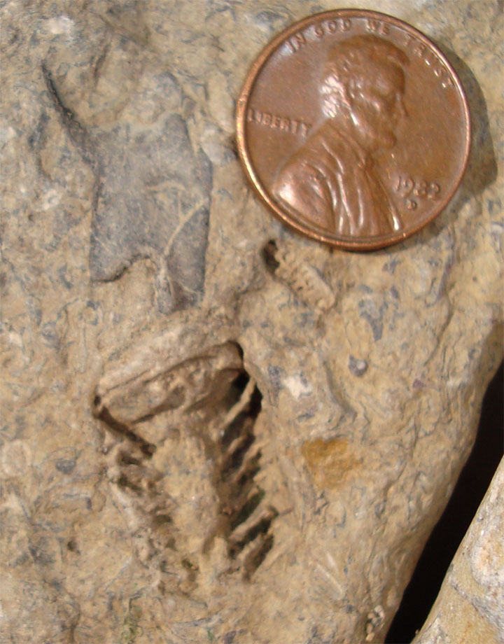 unknown to me - Fossil ID - The Fossil Forum