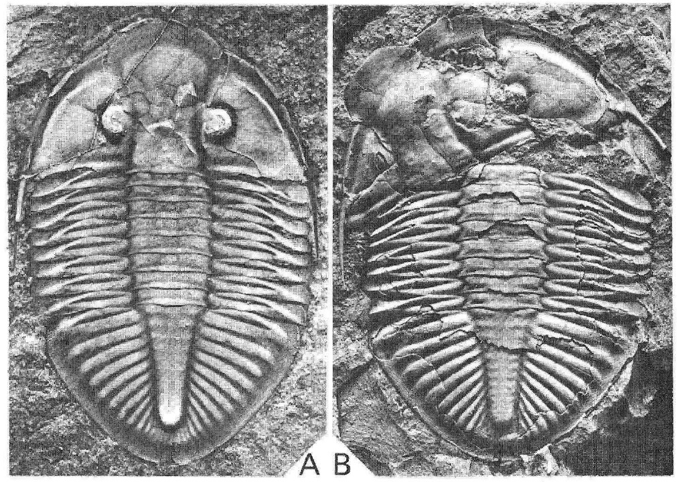Crustacean fossils found in childhood - Fossil ID - The Fossil Forum
