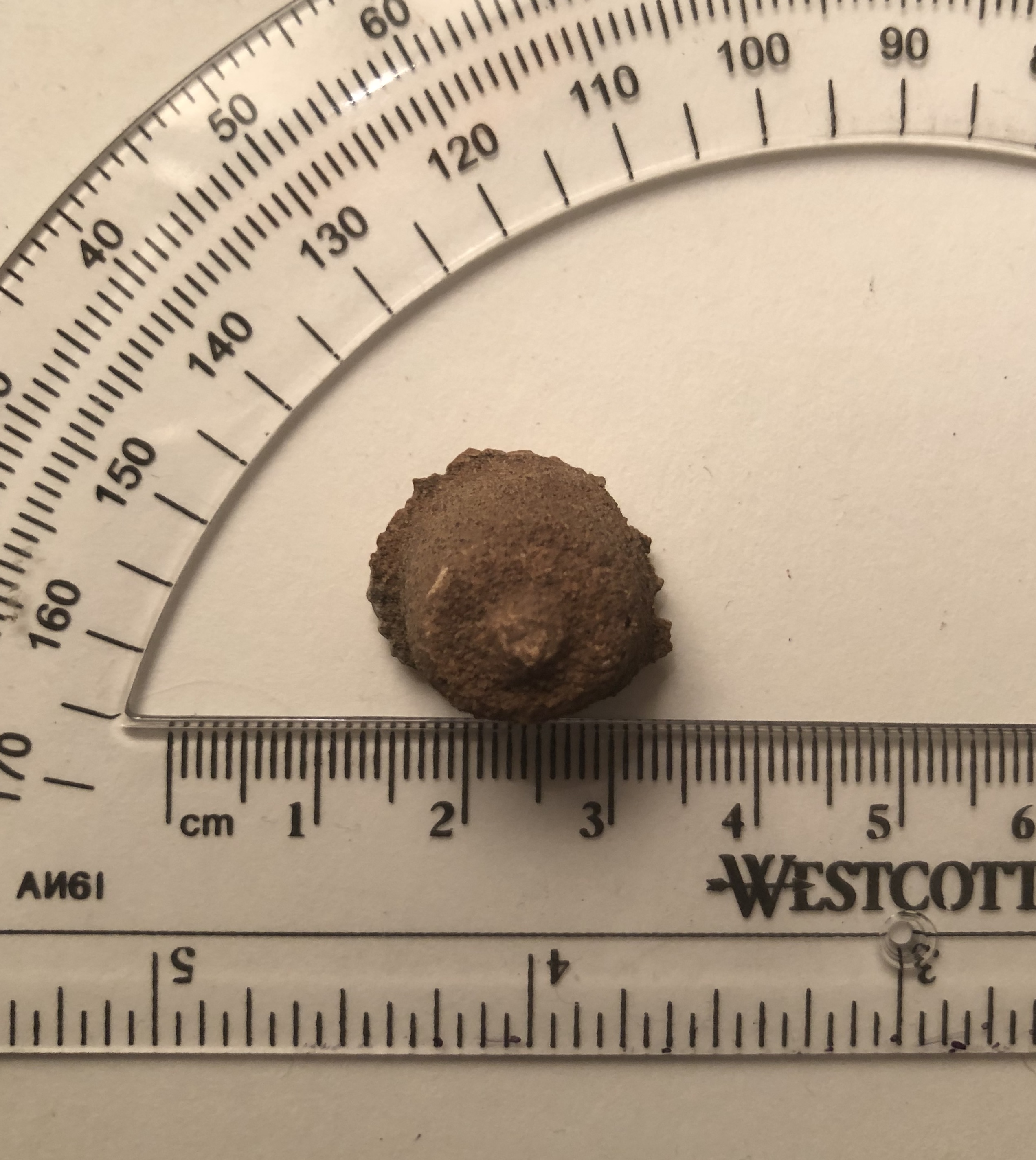 Acorn? - Fossil ID - The Fossil Forum