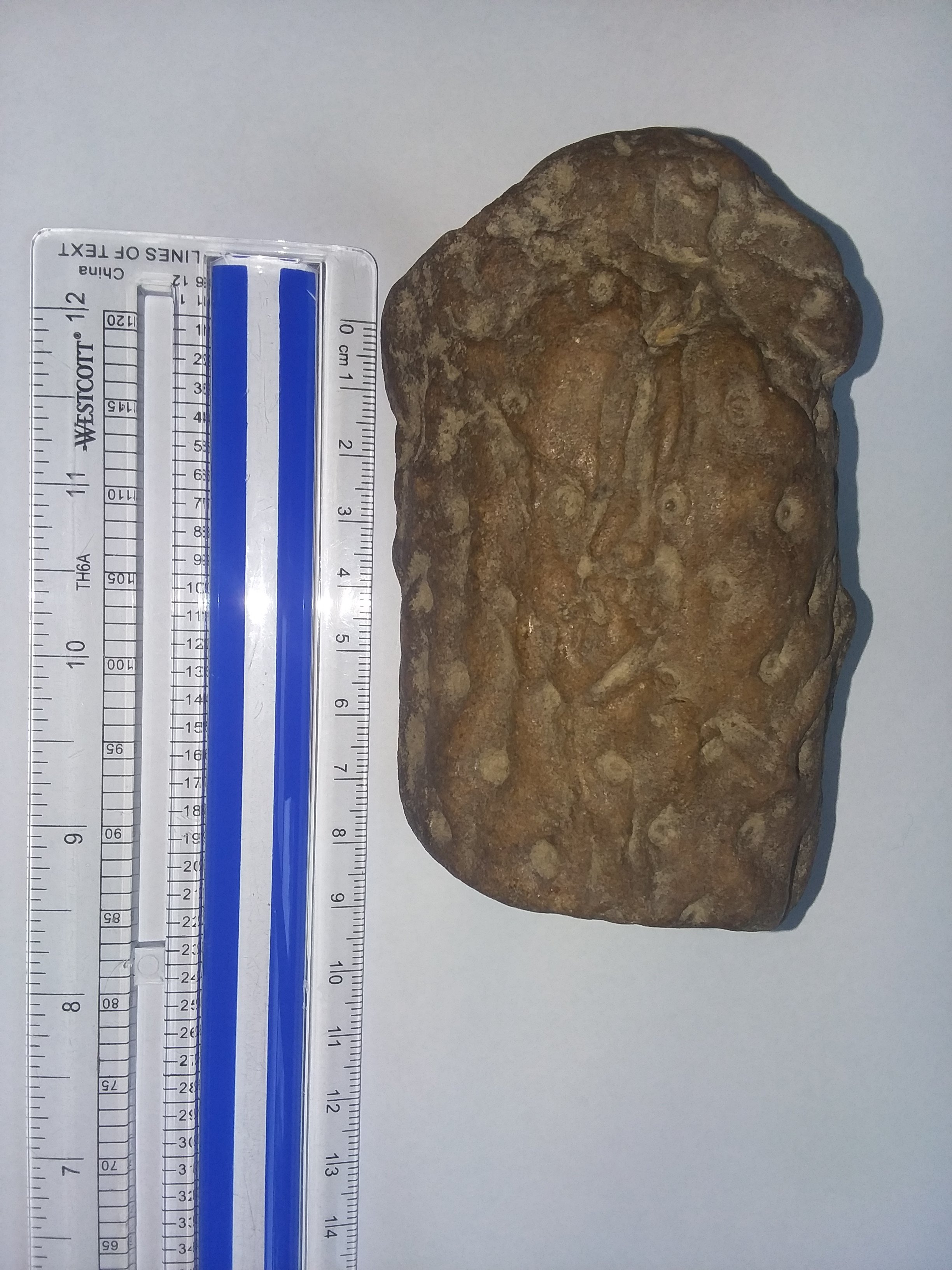 History Hunter02's Collection - Member Collections - The Fossil Forum