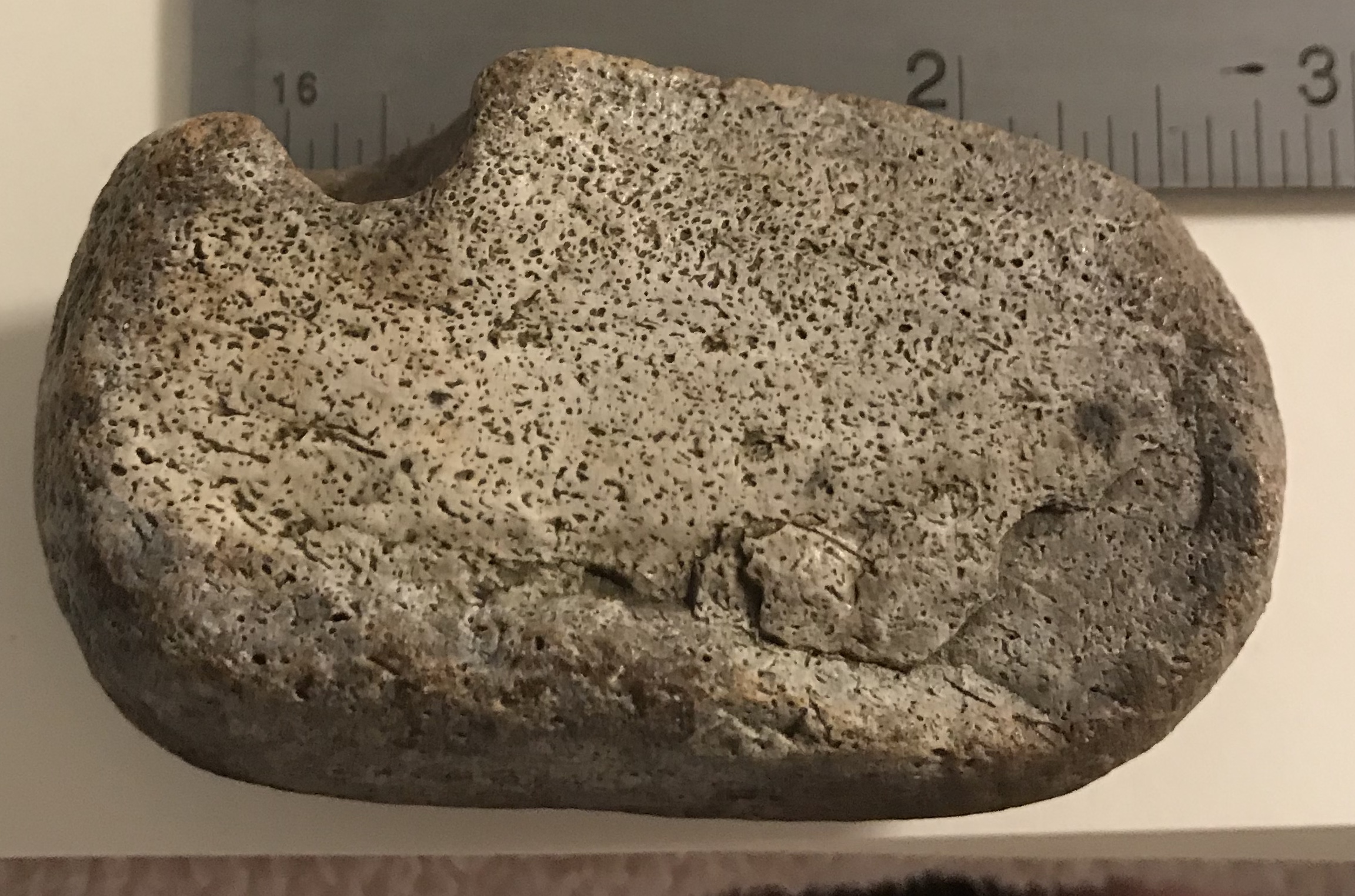 Unknown, Peace River, Bone Valley Member - Fossil ID - The Fossil Forum