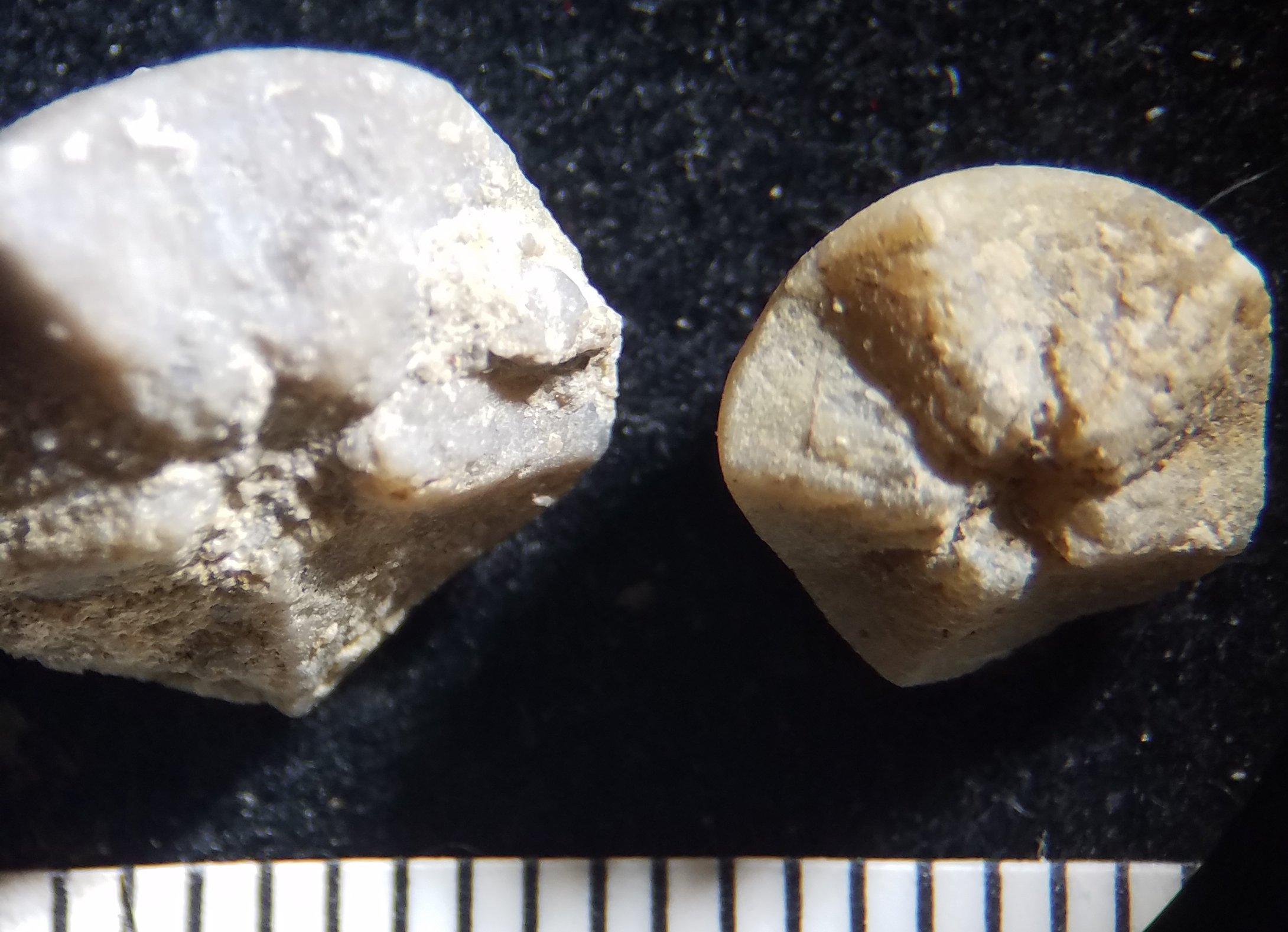 Agassizocrinus? - Fossil ID - The Fossil Forum