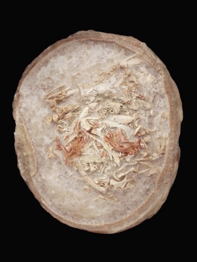 Tiny Baby 5.1mm Dinosaur Track Discovery !? - Page 3 - General Fossil ...