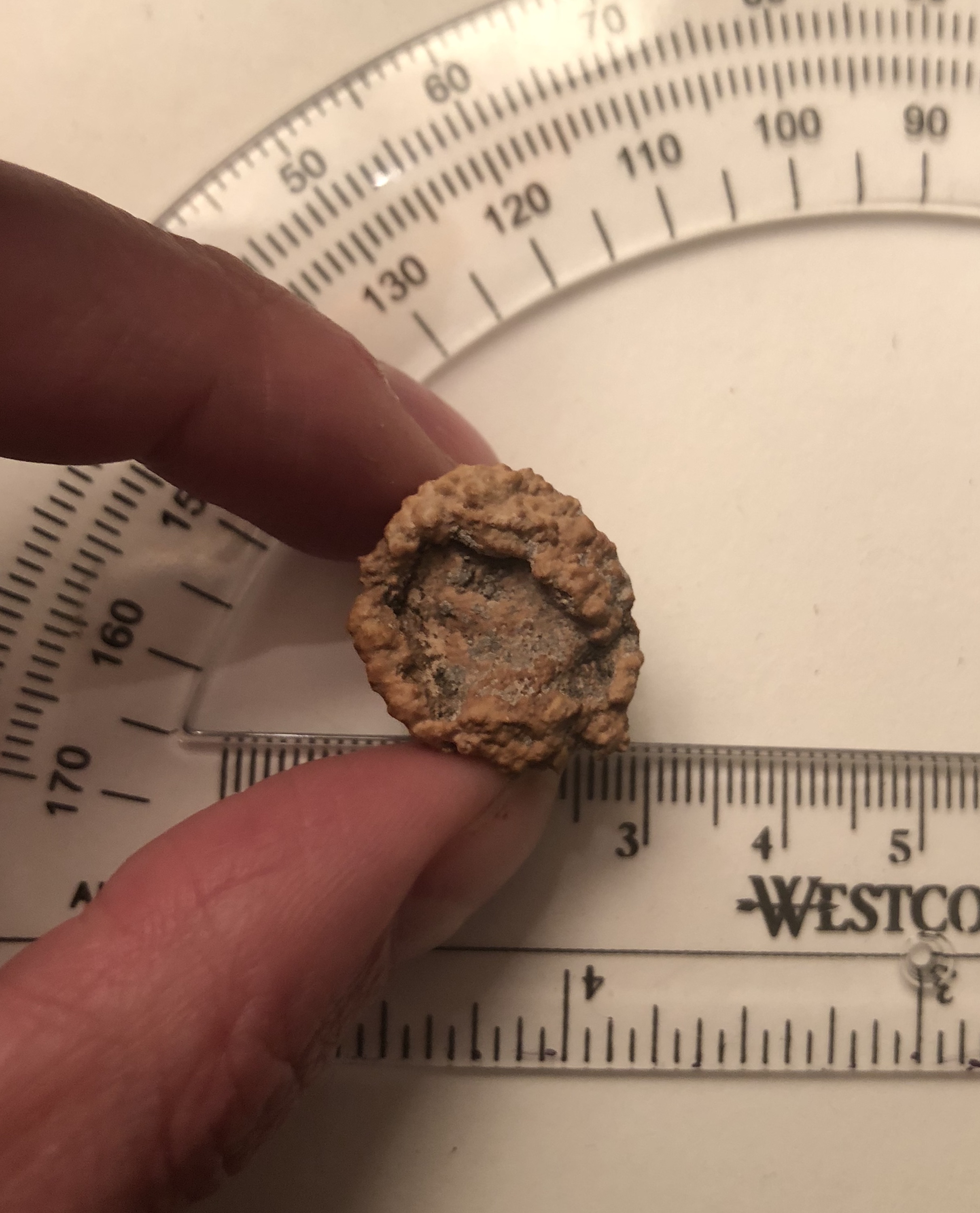 Acorn? - Fossil ID - The Fossil Forum