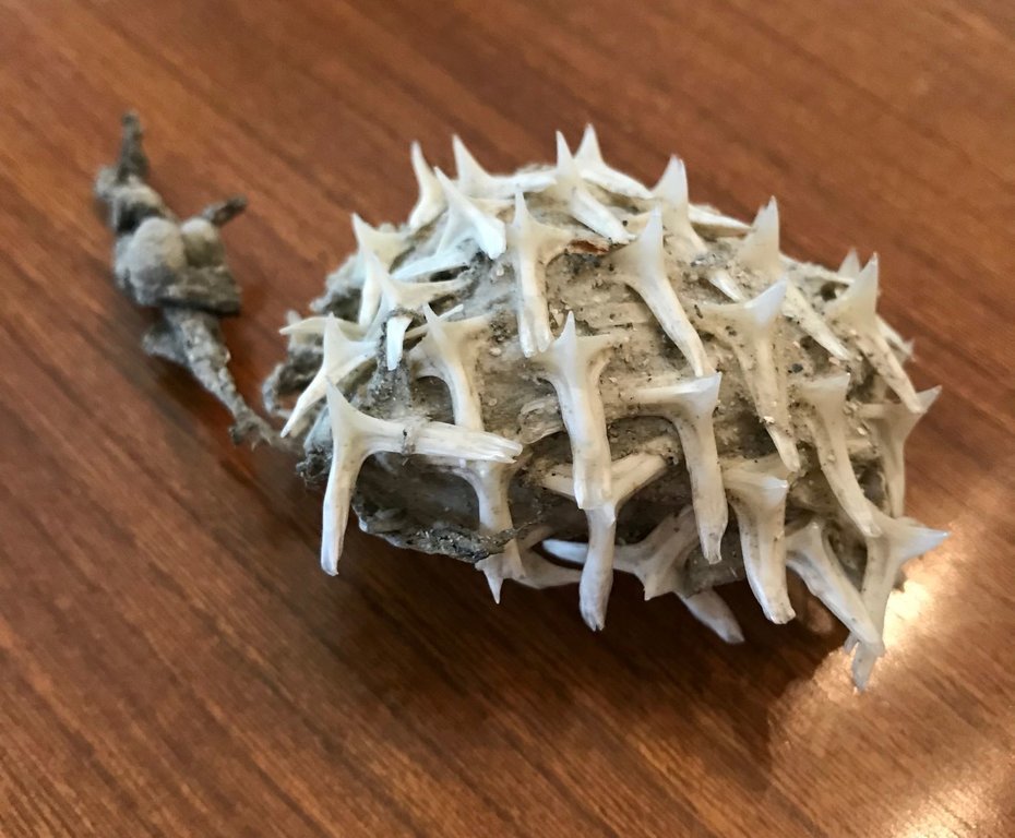 Fossil ID help Tooth Texas - Fossil ID - The Fossil Forum