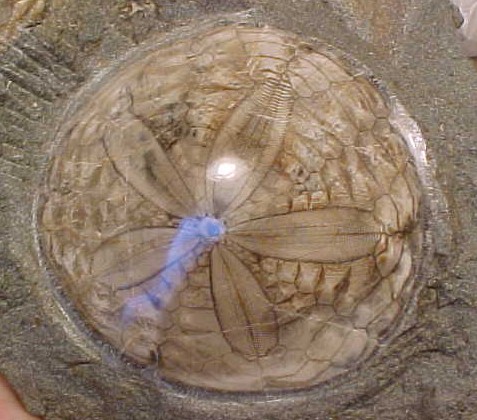 New Shop Tool - Fossil Preparation - The Fossil Forum