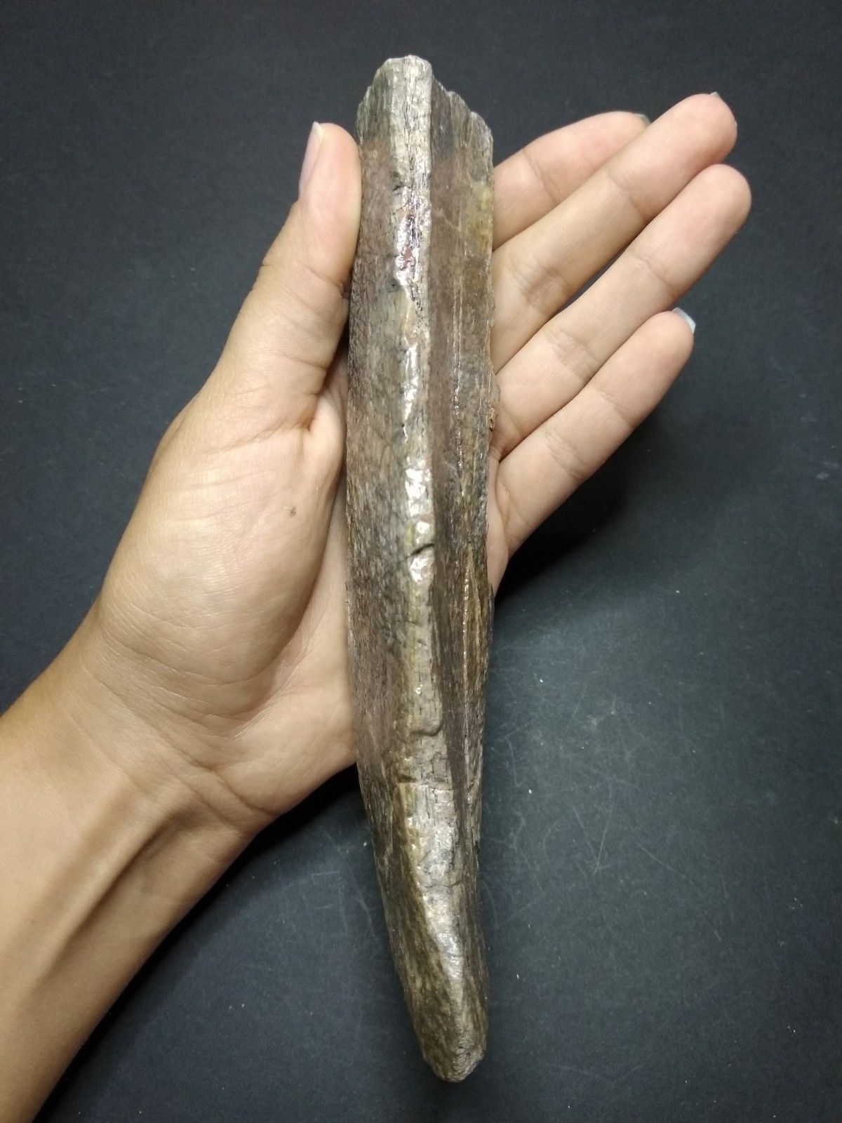 Jurassic partial bone - fibula? ischium? scapula? - Fossil ID - The ...