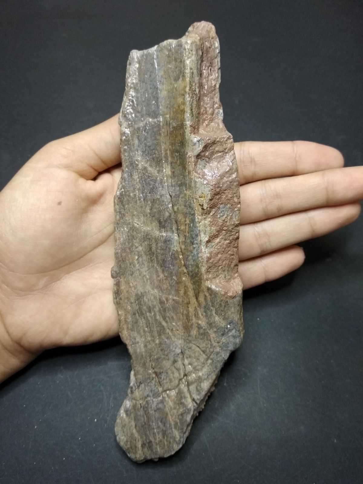 Jurassic partial bone - fibula? ischium? scapula? - Fossil ID - The ...