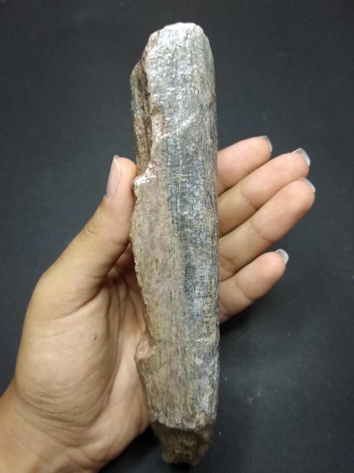 Jurassic partial bone - fibula? ischium? scapula? - Fossil ID - The ...