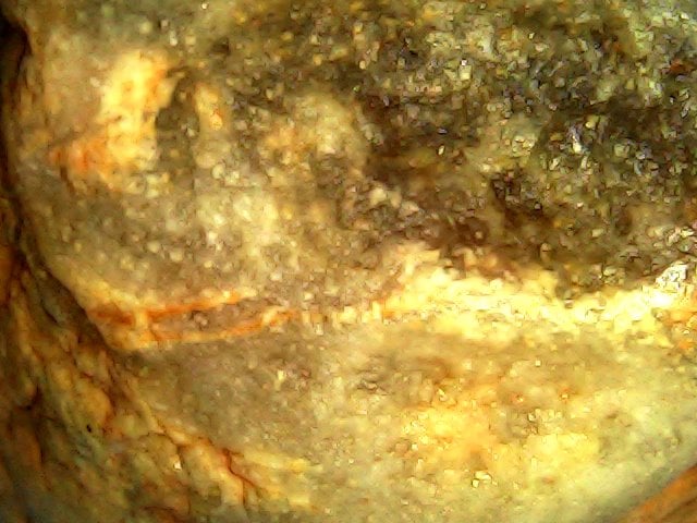 I found a what?....Potato? - Fossil ID - The Fossil Forum