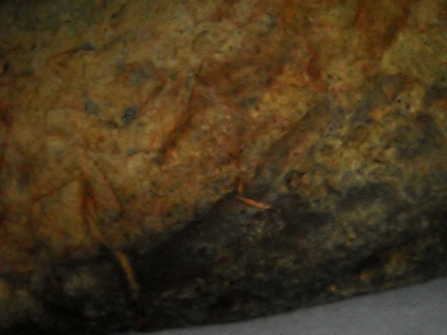 I found a what?....Potato? - Fossil ID - The Fossil Forum