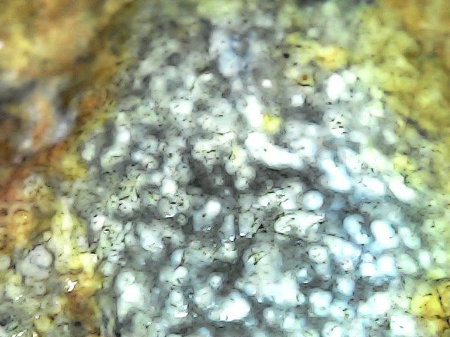 I found a what?....Potato? - Fossil ID - The Fossil Forum
