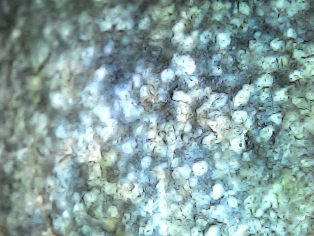 I found a what?....Potato? - Fossil ID - The Fossil Forum