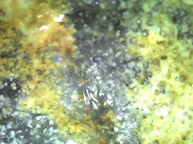 I found a what?....Potato? - Fossil ID - The Fossil Forum