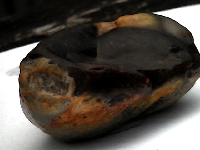 I found a what?....Potato? - Fossil ID - The Fossil Forum