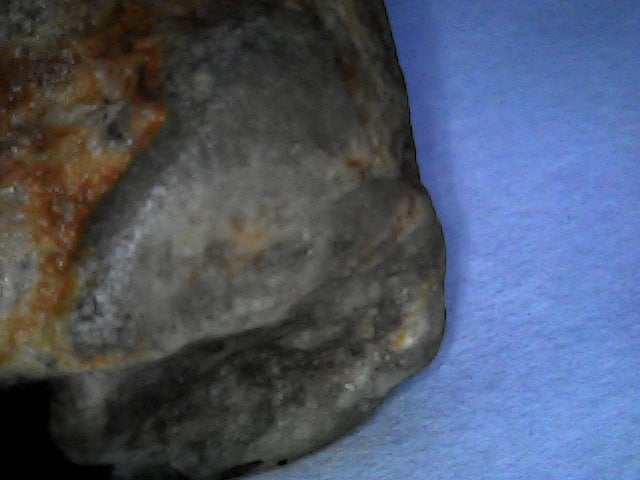 I found a what?....Potato? - Fossil ID - The Fossil Forum