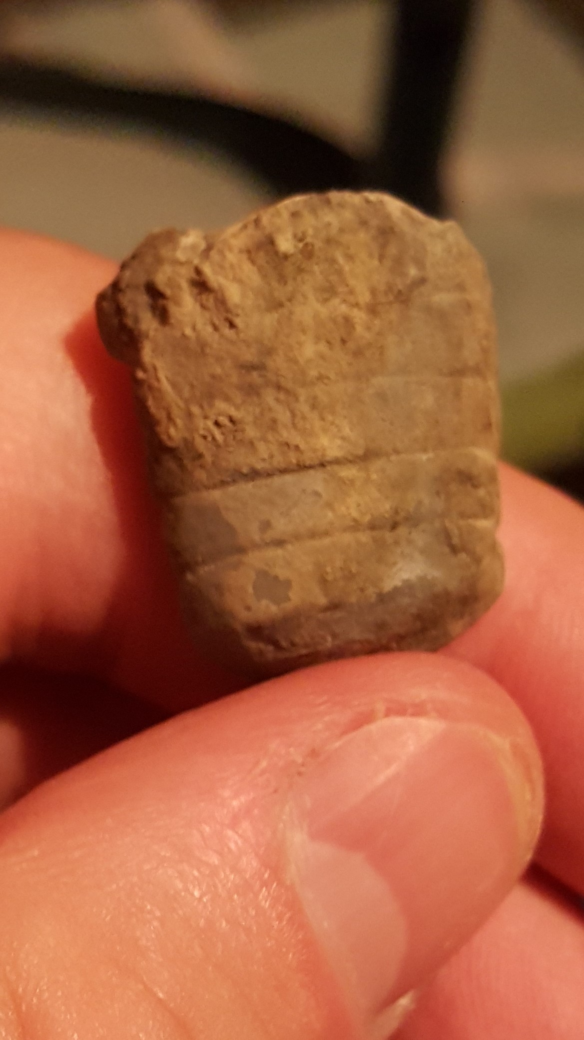 Fun in Southern Ohio! - Fossil Hunting Trips - The Fossil Forum