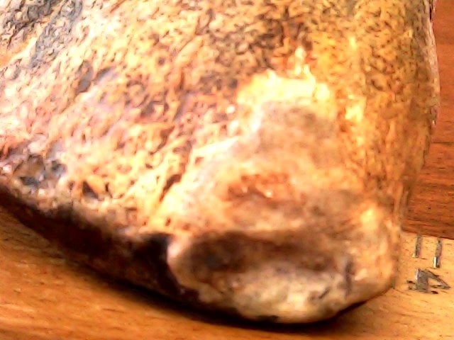 I found a what?....Potato? - Fossil ID - The Fossil Forum