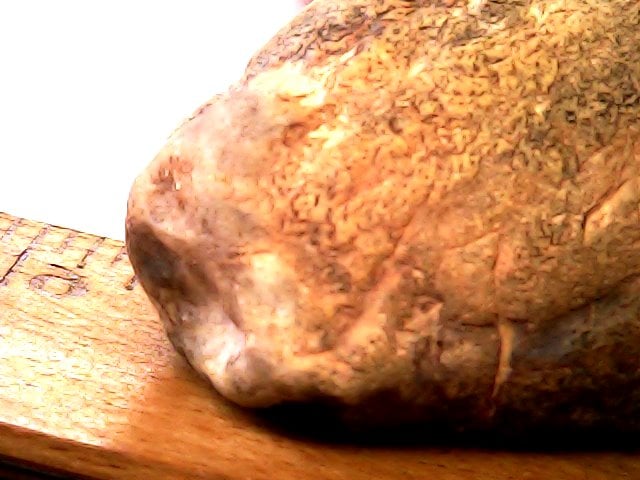 I found a what?....Potato? - Fossil ID - The Fossil Forum