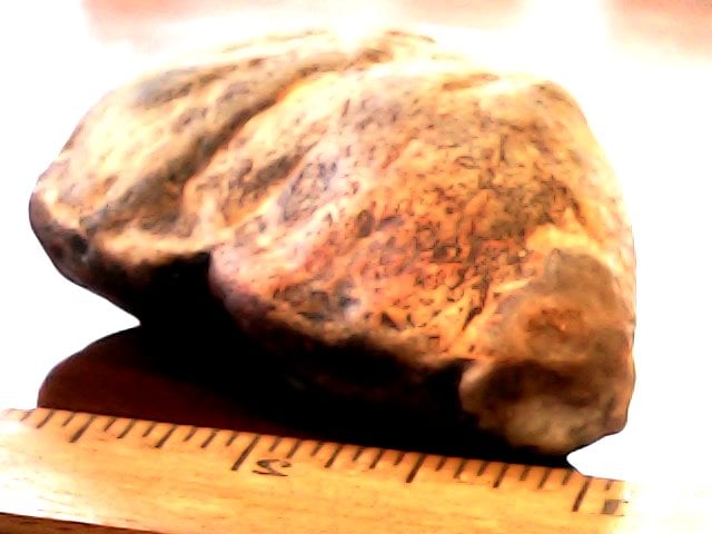 I found a what?....Potato? - Fossil ID - The Fossil Forum