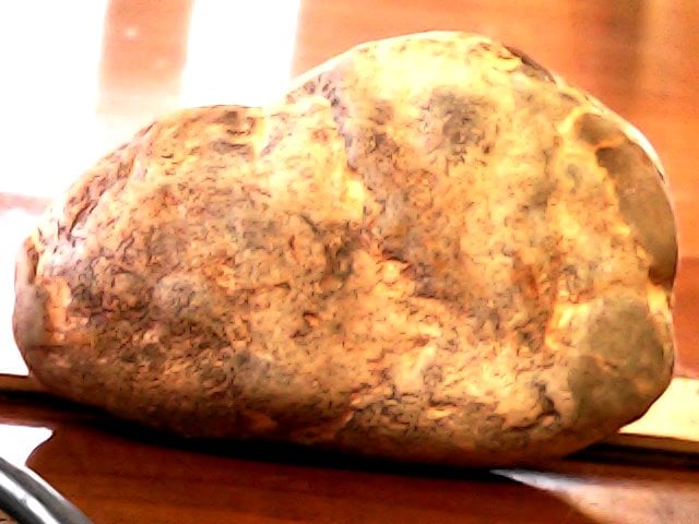 I found a what?....Potato? - Fossil ID - The Fossil Forum