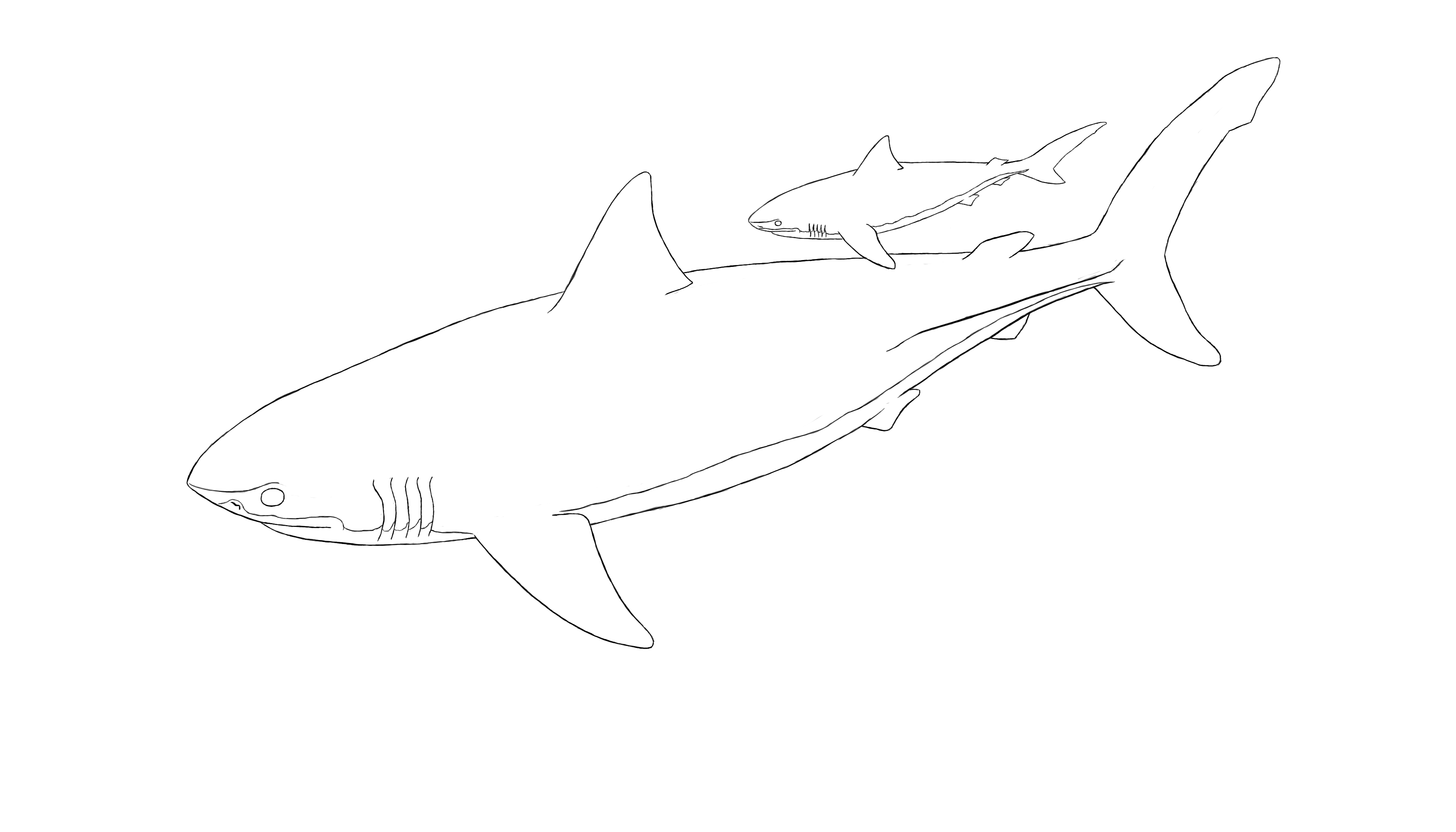 Cretoxyrhina and Squalicorax (Ginsu and Crony) drawing - Paleo Re ...