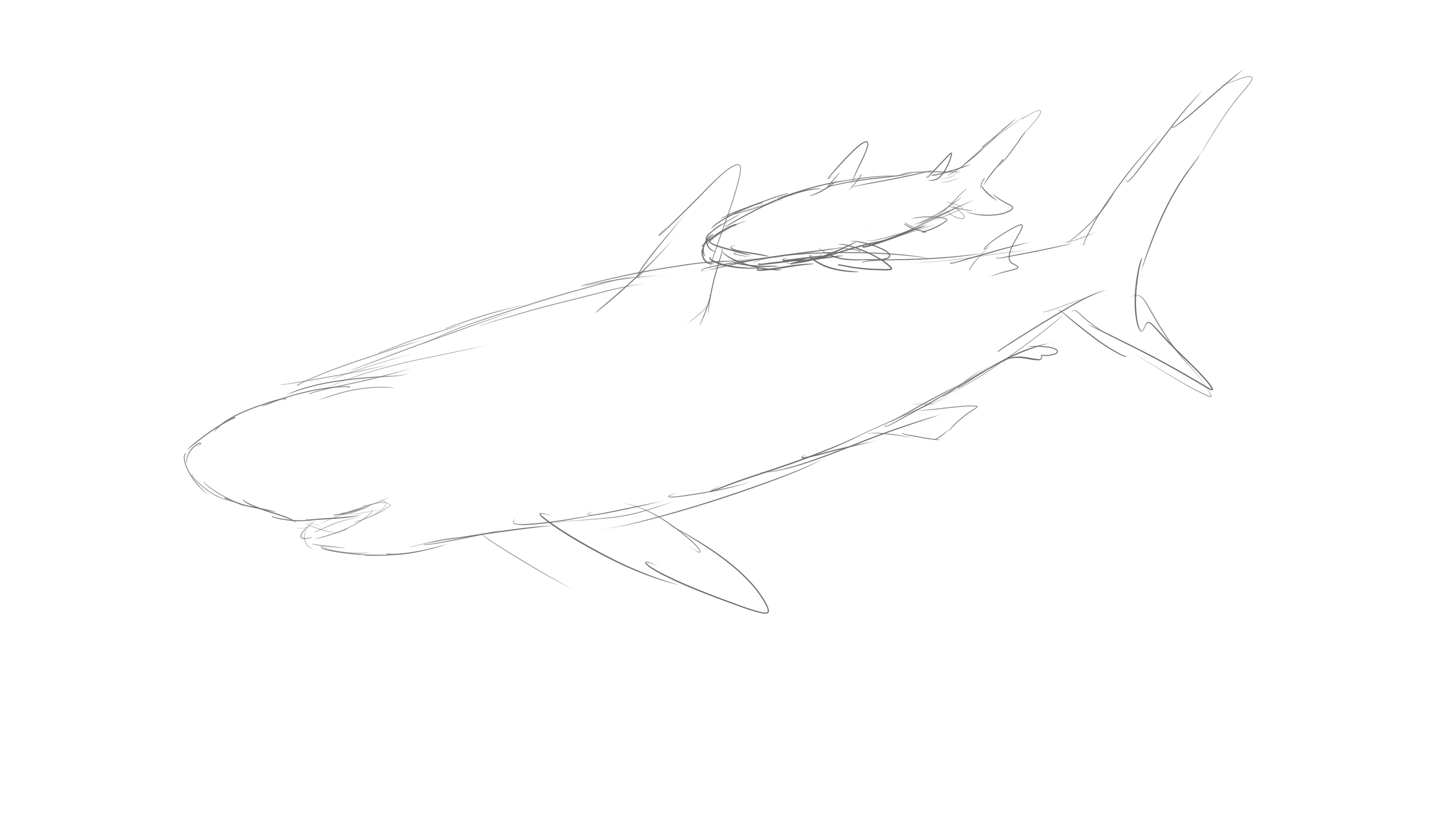 Cretoxyrhina and Squalicorax (Ginsu and Crony) drawing - Paleo Re ...