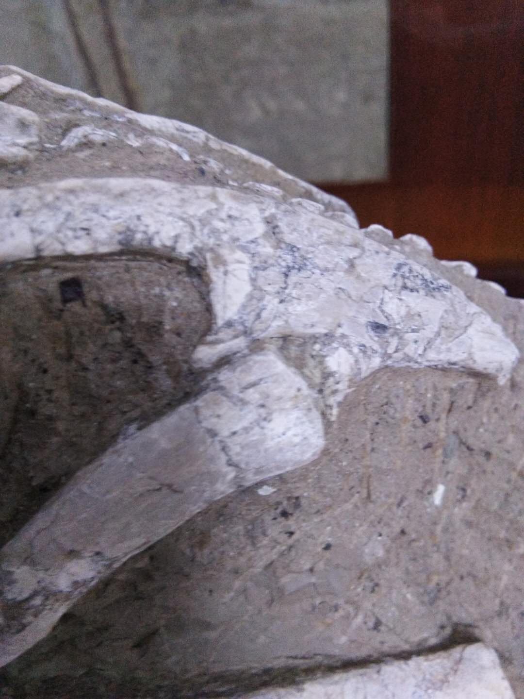 Juvenile Psittacosaurus - Is It Real? How to Recognize Fossil ...